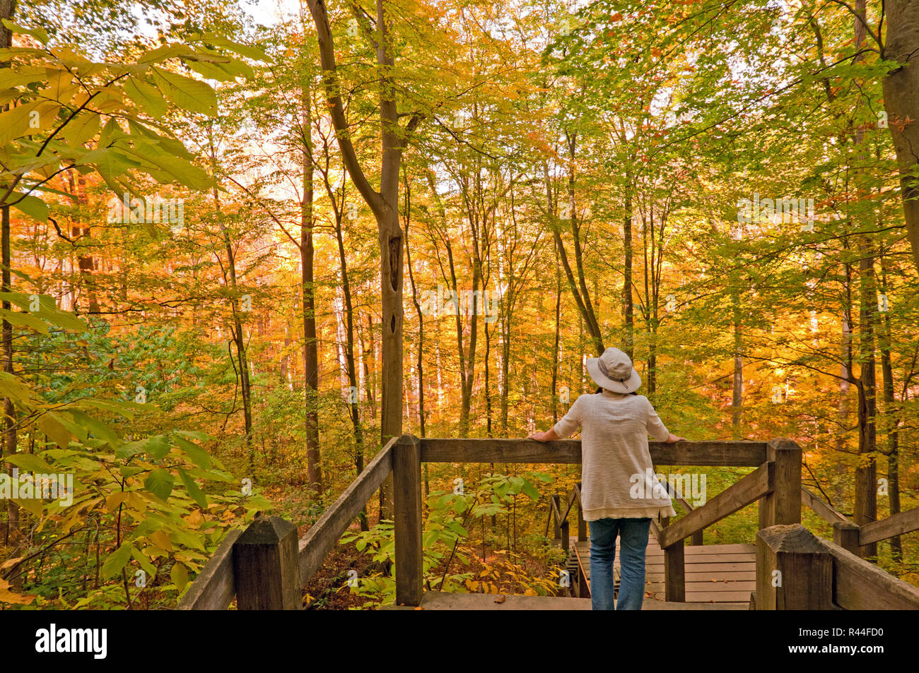 Enjoying the colors of fall in the Forest Stock Photo - Alamy