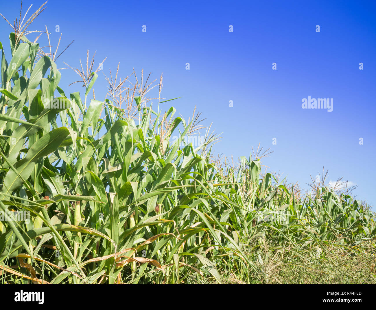 Biomass cultivation hi-res stock photography and images - Alamy
