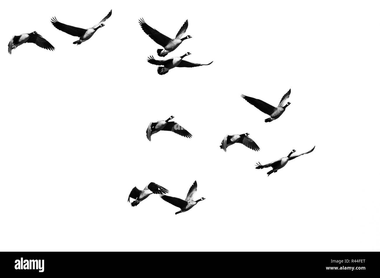 Canada geese flying Black and White Stock Photos & Images - Alamy