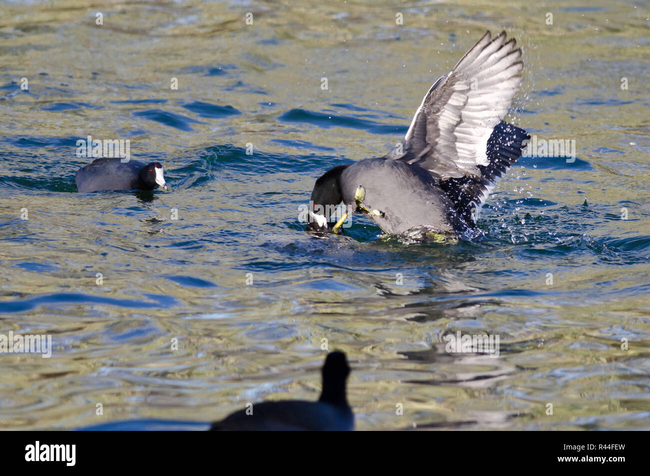 American coots fighting hi-res stock photography and images - Alamy