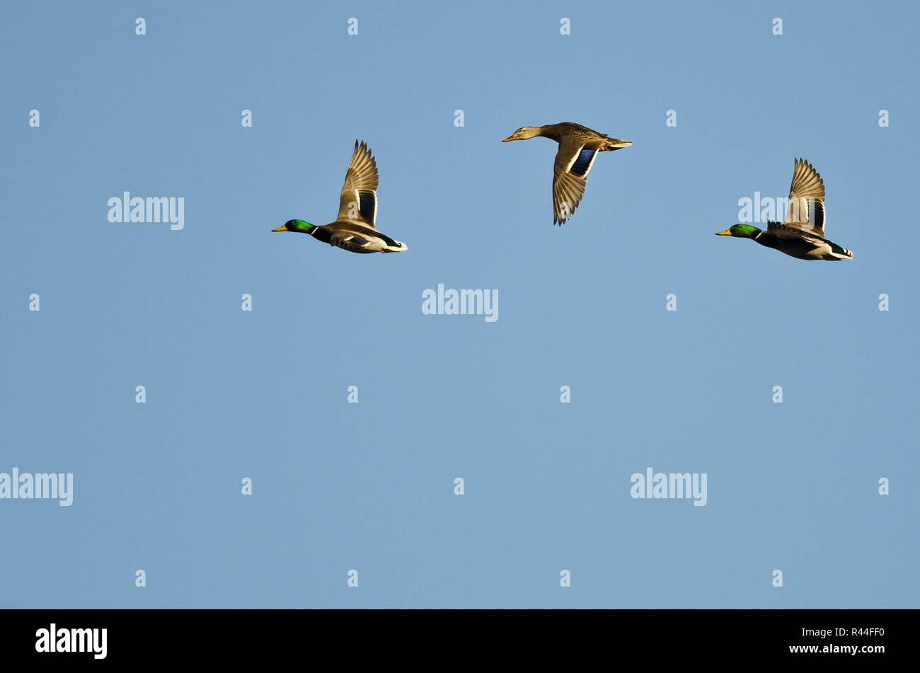 Three Mallard Ducks Flying in a Blue Sky Stock Photo - Alamy