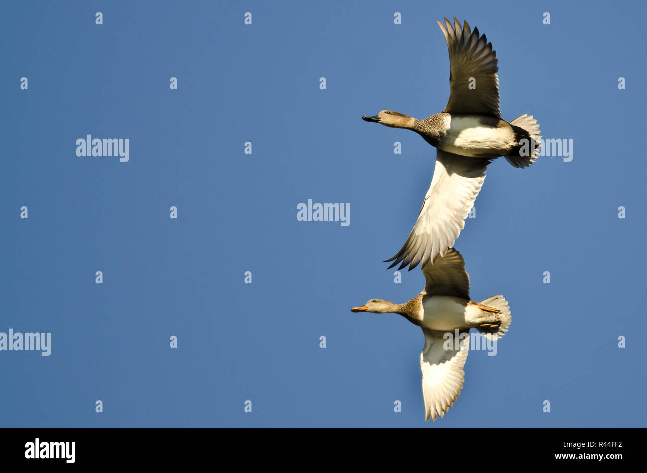 Gadwall male and female hi-res stock photography and images - Alamy