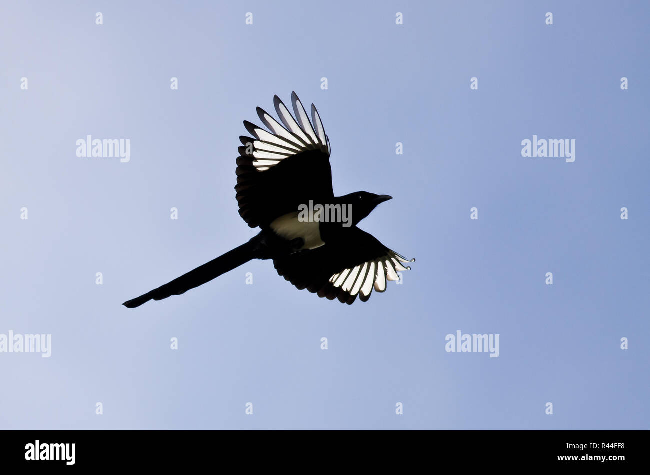 Black billed magpie in flight hi-res stock photography and images - Alamy