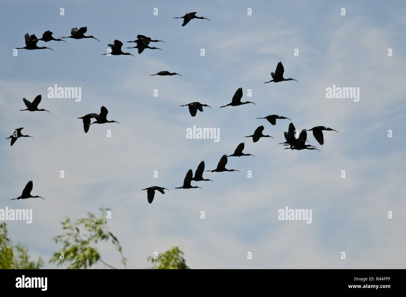 Flying white faced ibis hi-res stock photography and images - Alamy
