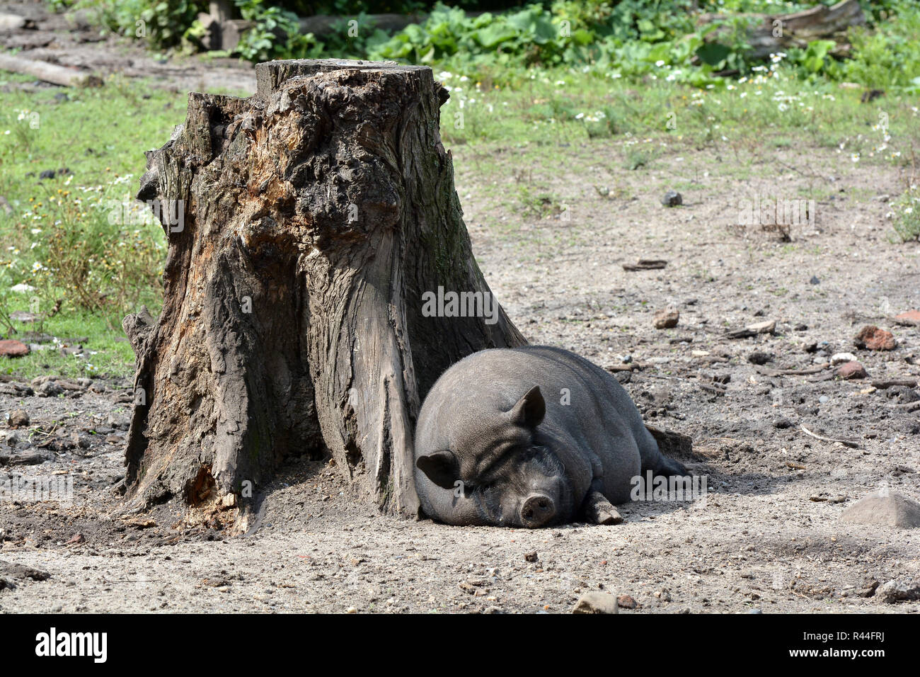 Pig trunk hi-res stock photography and images - Alamy