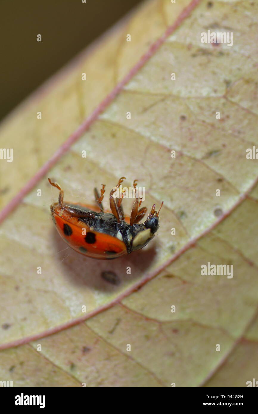 Dead ladybug hi-res stock photography and images - Alamy