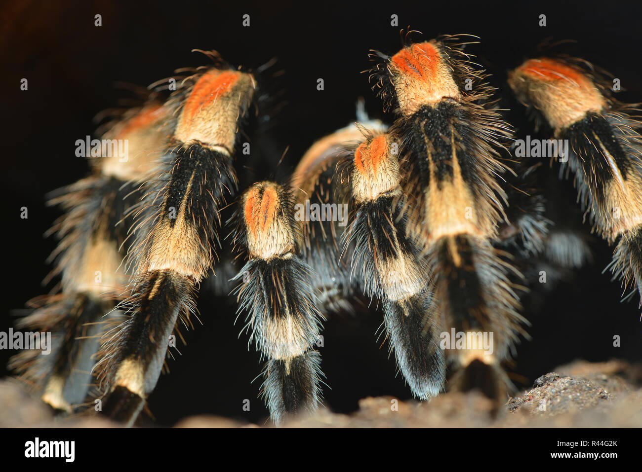 Red legged tarantula hi-res stock photography and images - Alamy