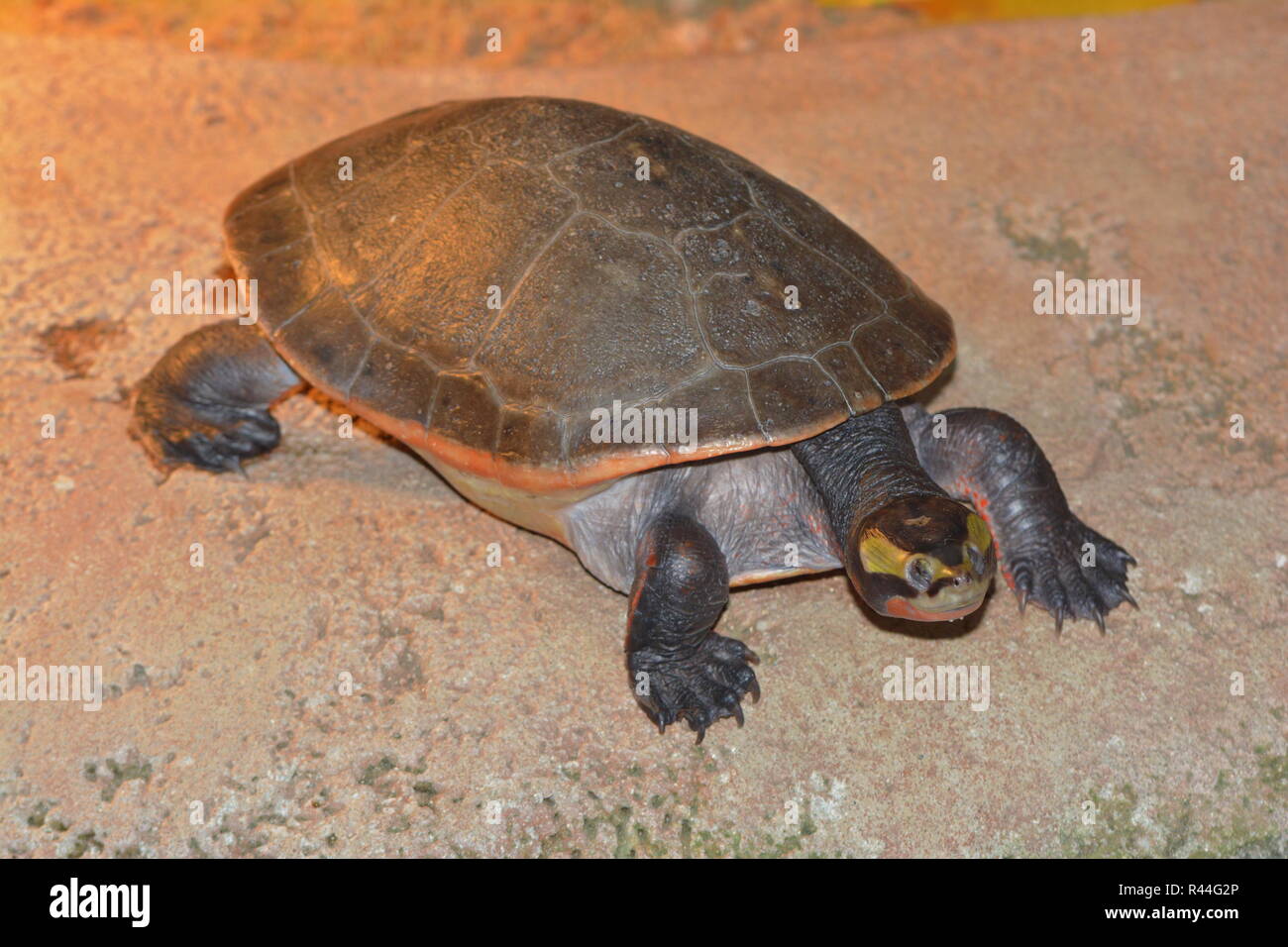 snake neck turtle Stock Photo - Alamy
