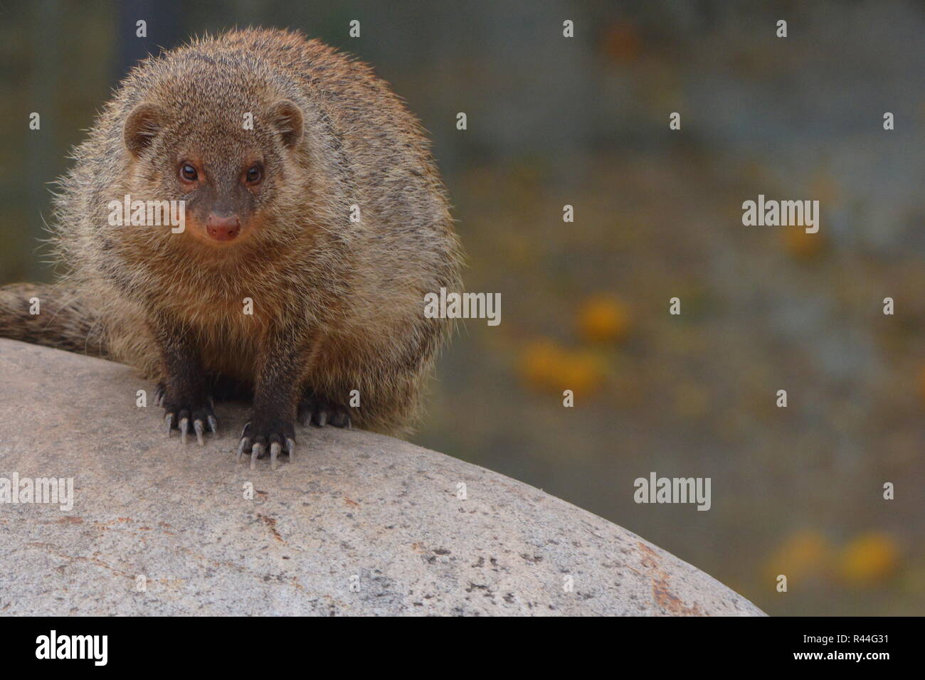 Indischer mungo hi-res stock photography and images - Alamy