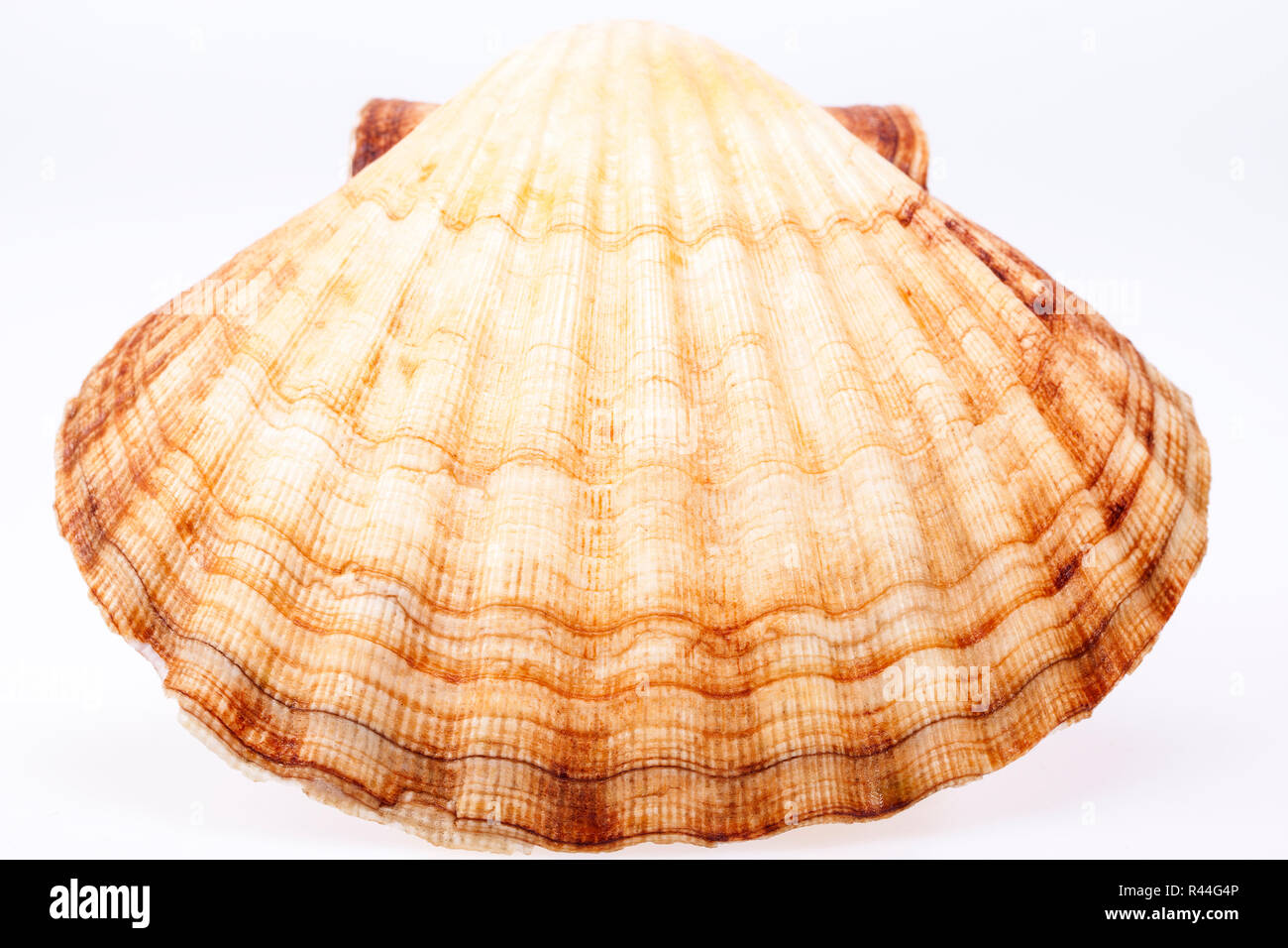 seashell of mollusc isolated on white background Stock Photo - Alamy