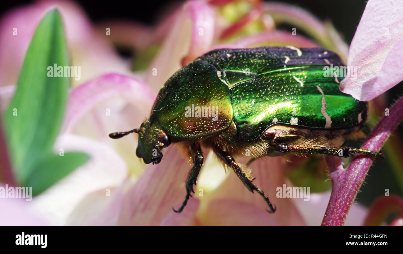 gold shiny rose beetle Stock Photo - Alamy