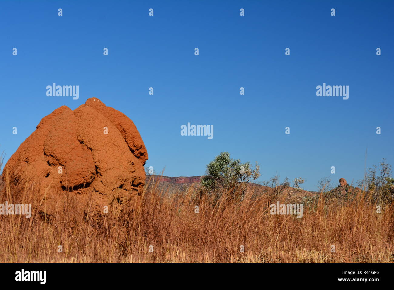 Construction of termites hi-res stock photography and images - Alamy