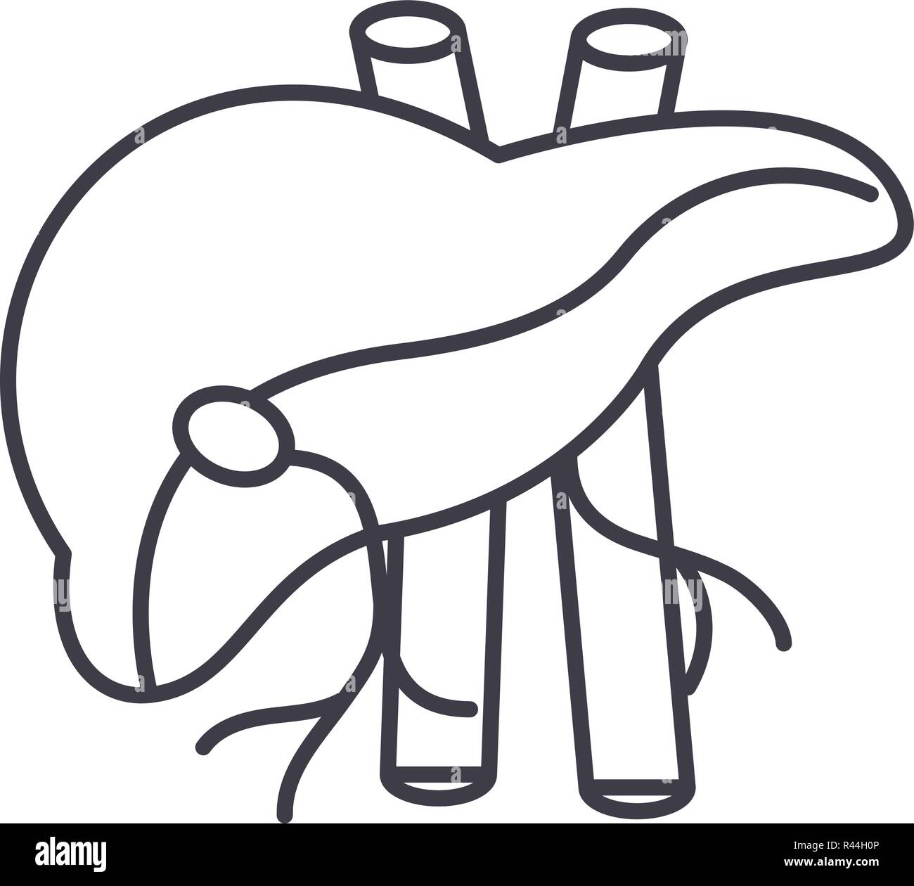 Human liver line icon concept. Human liver vector linear illustration ...