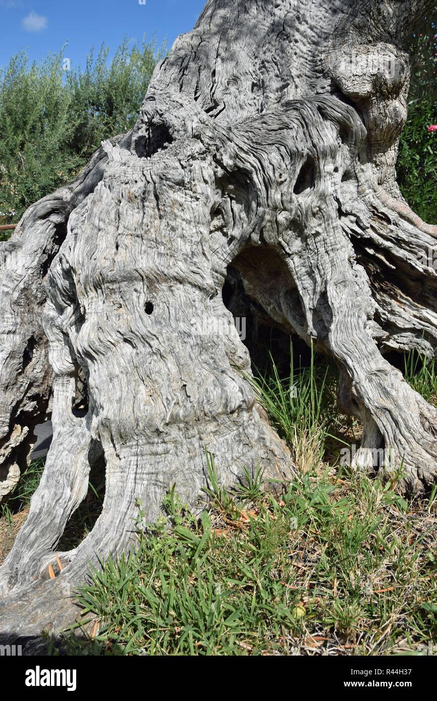 olive tree trunk Stock Photo - Alamy