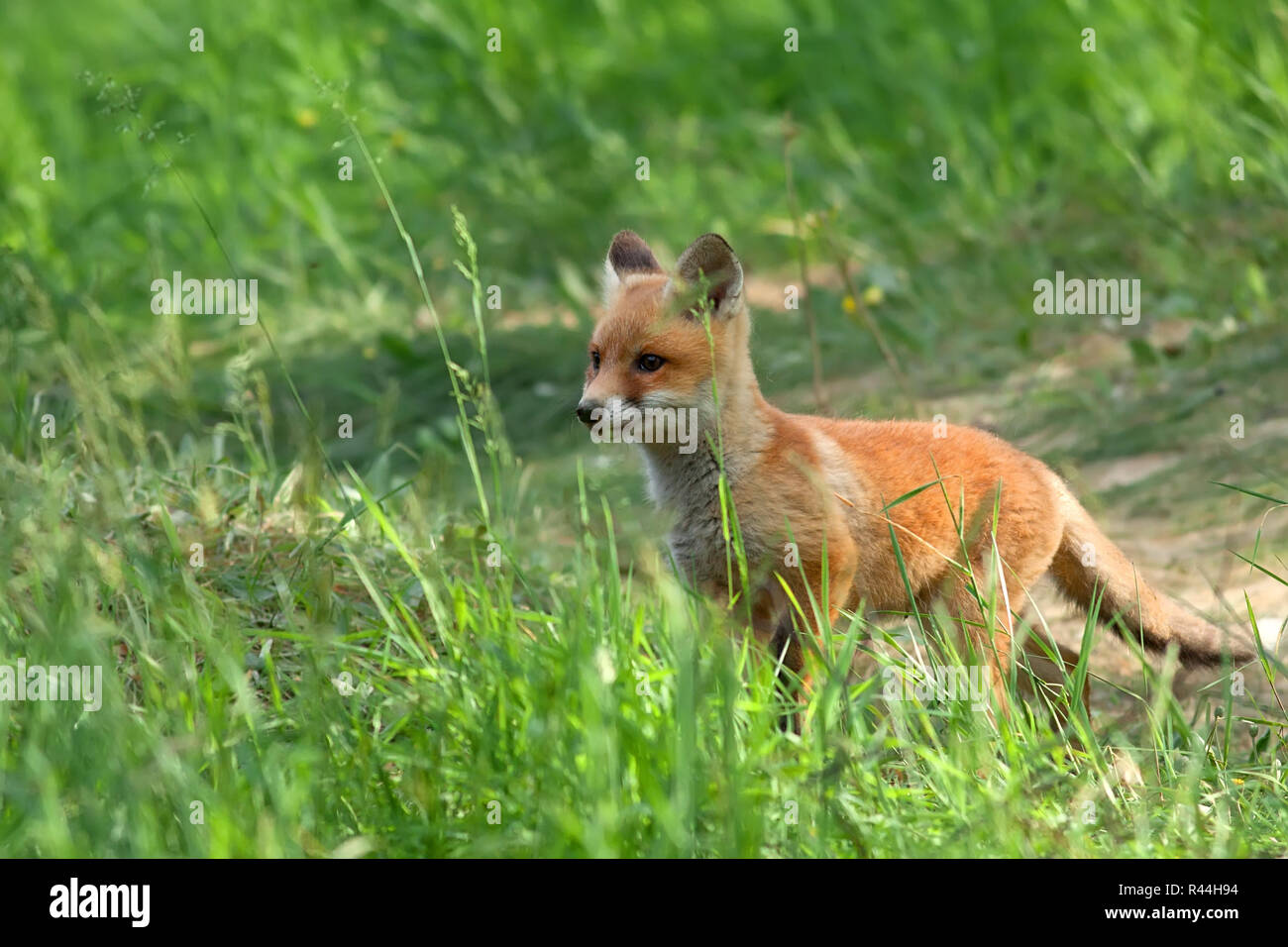 Fox in the wild Stock Photo - Alamy