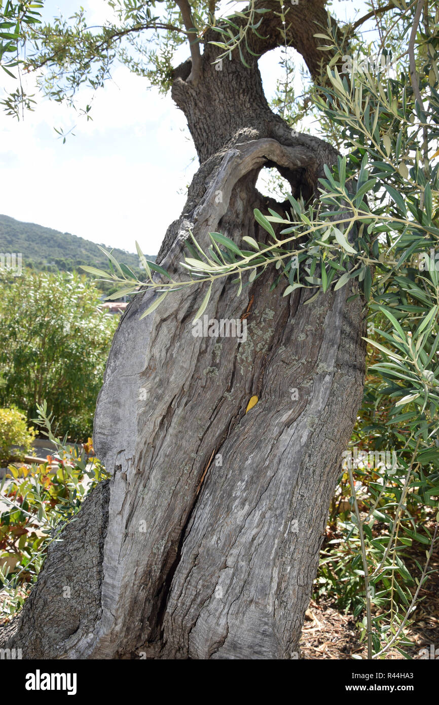 olive tree italy Stock Photo - Alamy