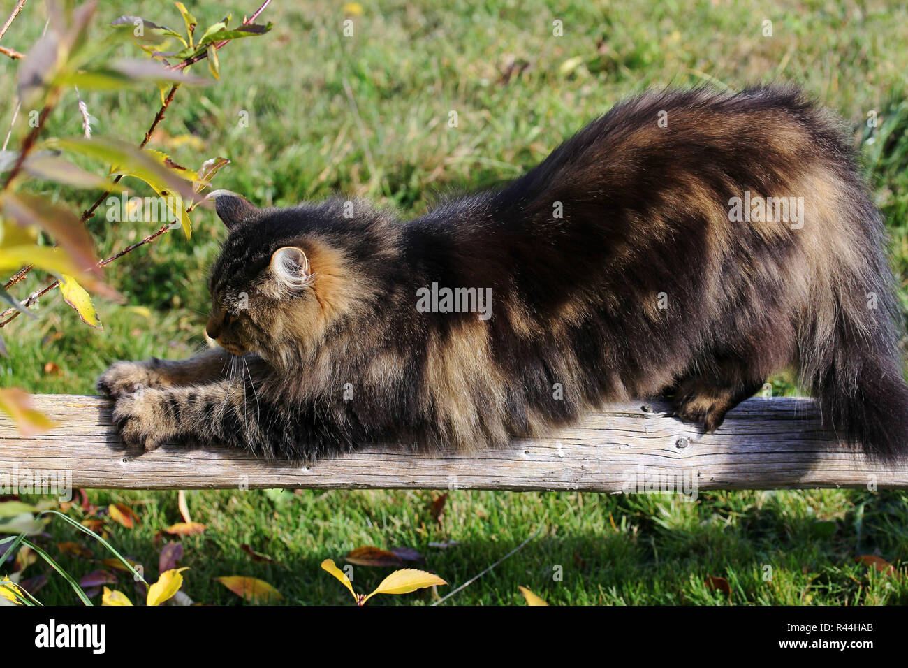 a cat sharpens its claws on a wooden pole - claw sharpening a cat Stock ...