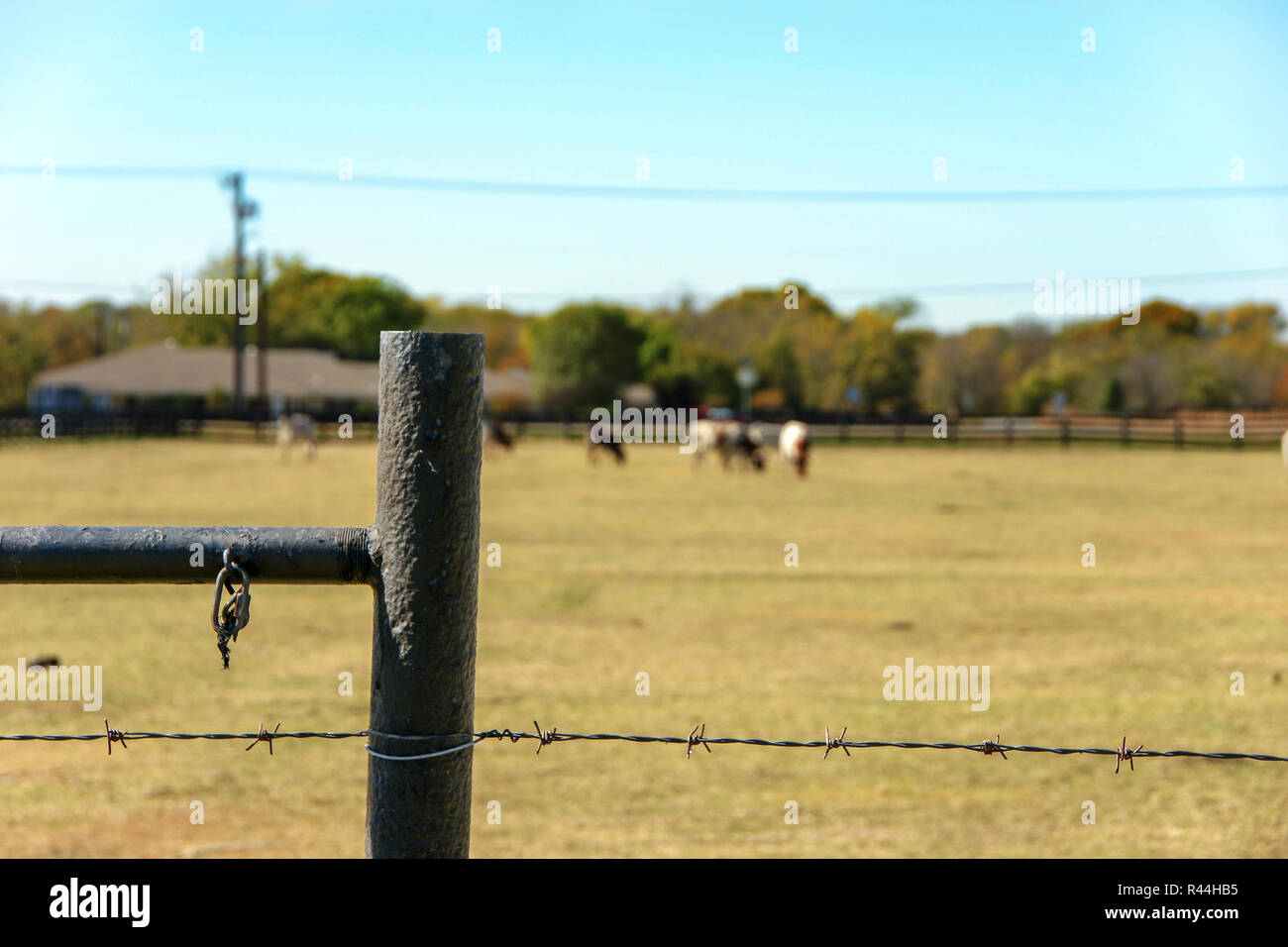 Barbed wire, steel post fence with rusty carabiner and cows in the ...