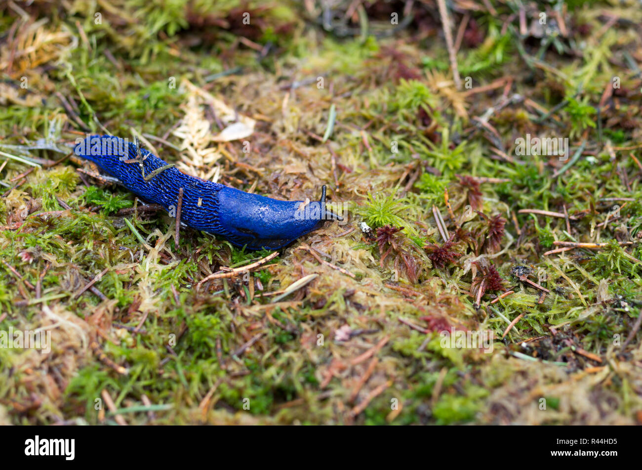 Purple slug in nature. Slug in the habitat. Slug in green moss Stock ...
