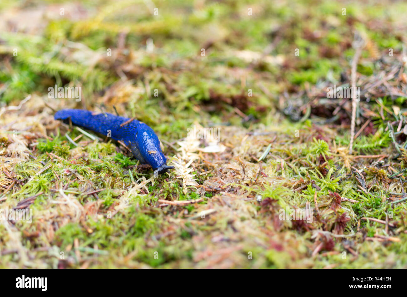 Snail without a shell. Snail without a house. Unusual snail. Top view ...