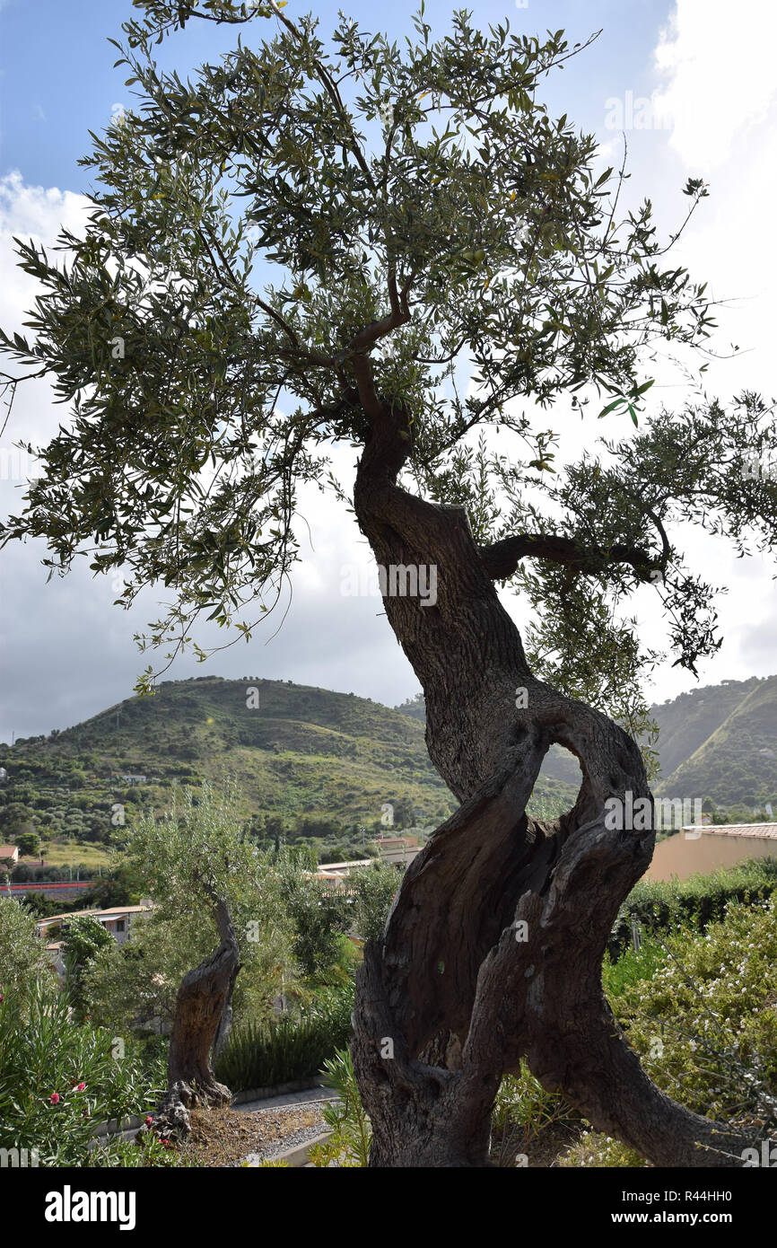 olive tree italy Stock Photo - Alamy