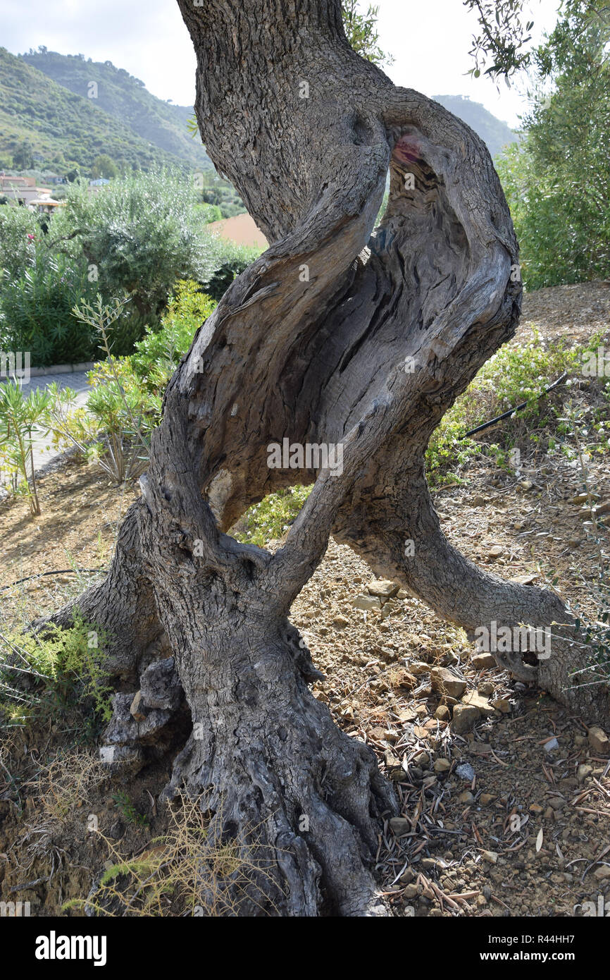 olive tree trunk Stock Photo - Alamy