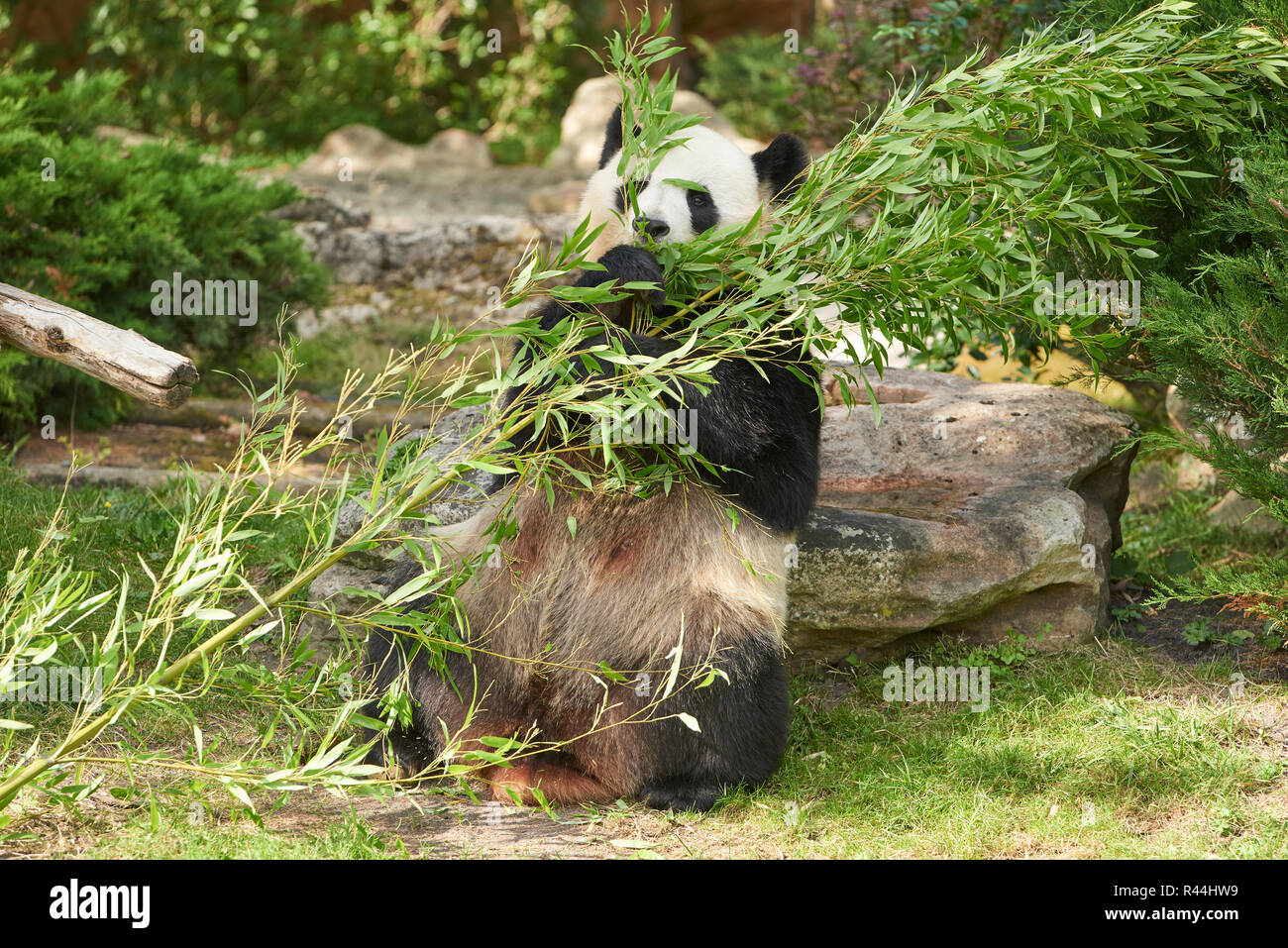 Giant panda at Beauval Stock Photo - Alamy