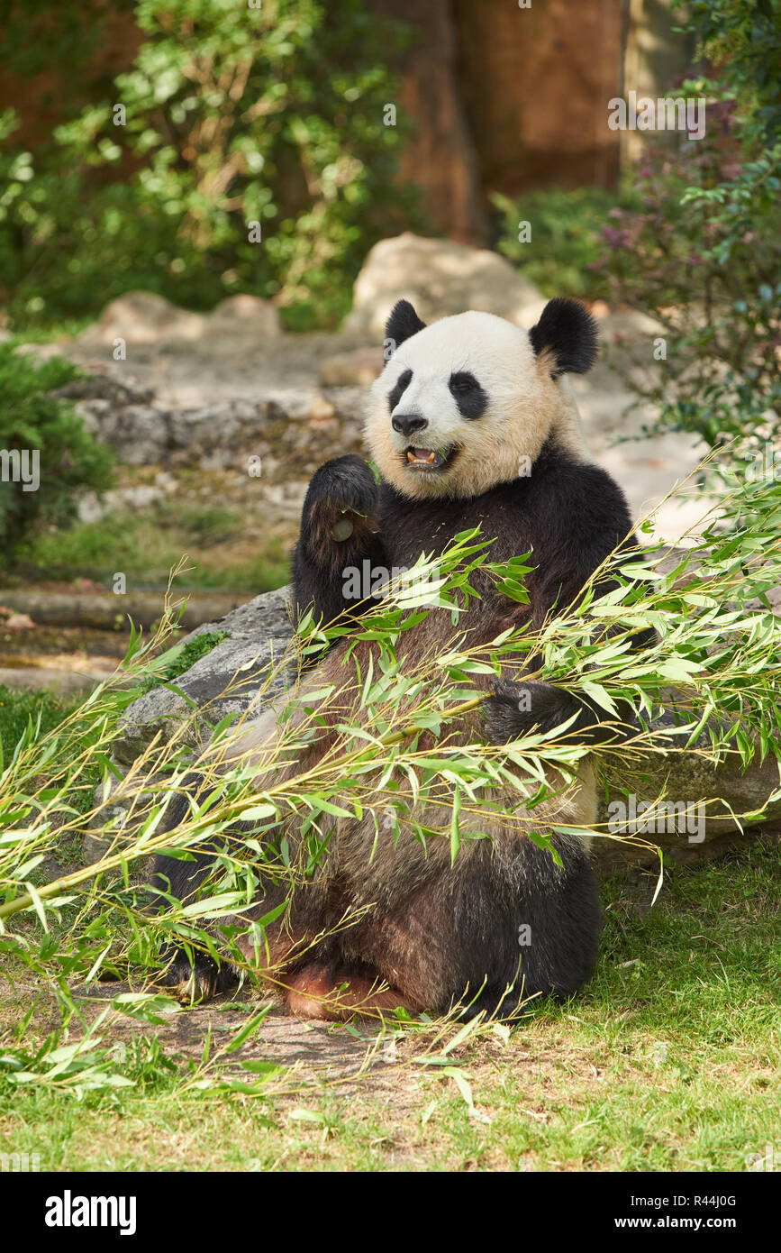 Giant panda at Beauval Stock Photo - Alamy