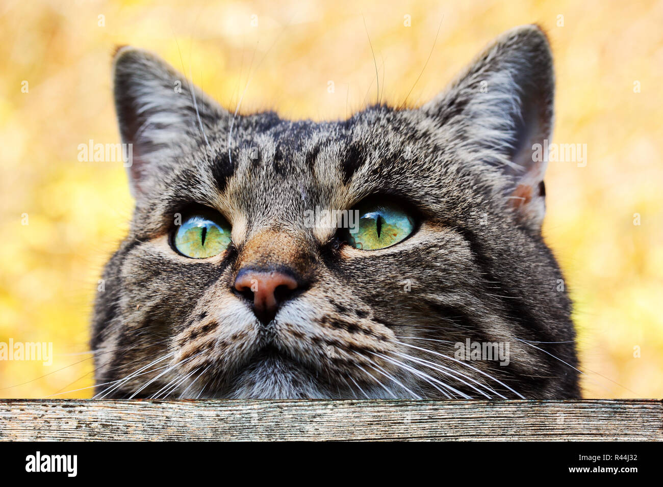 Cat looking over fence hi-res stock photography and images - Alamy