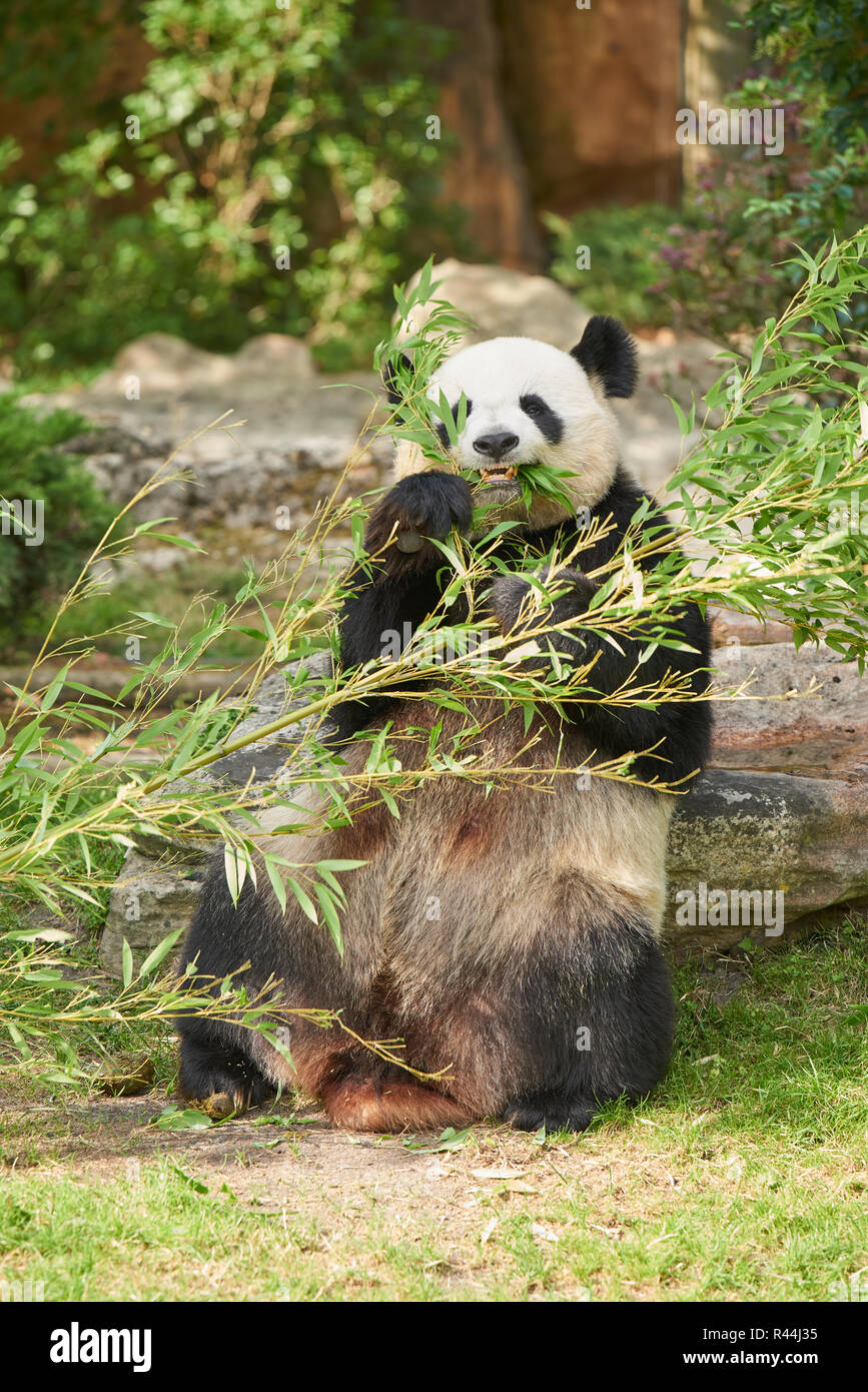 Giant panda at Beauval Stock Photo - Alamy