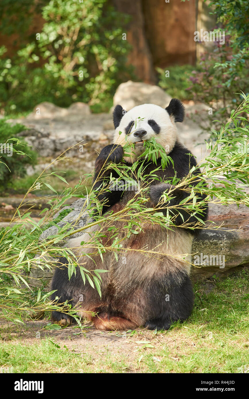 Giant panda at Beauval Stock Photo - Alamy