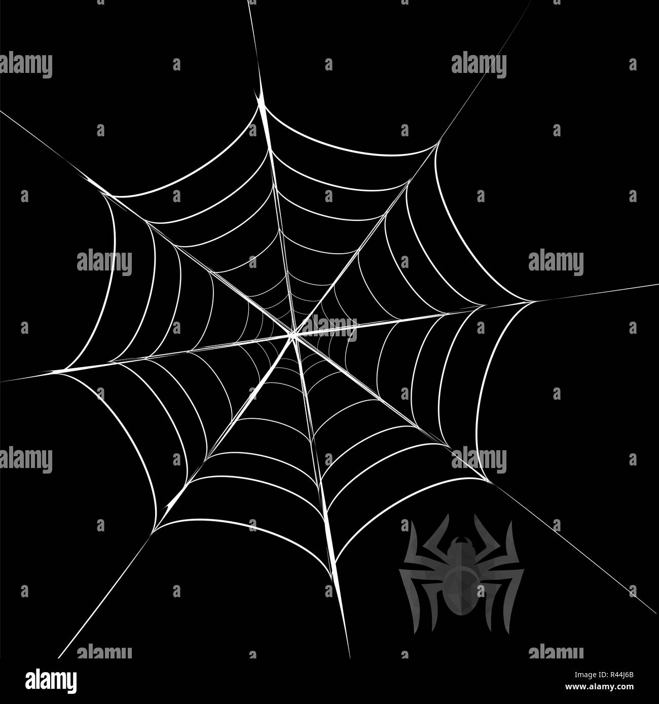 Grey spider hi-res stock photography and images - Alamy