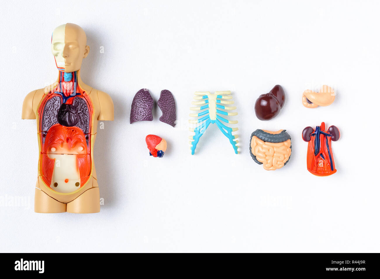 Plastic man dummy with internal organs on white background. Teaching ...