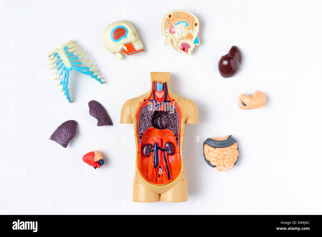 Plastic man dummy with internal organs on white background. Teaching ...
