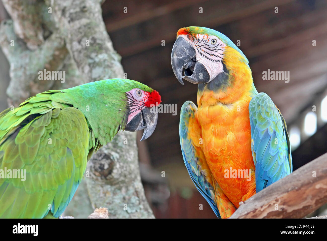 Parrots talking hi-res stock photography and images - Alamy