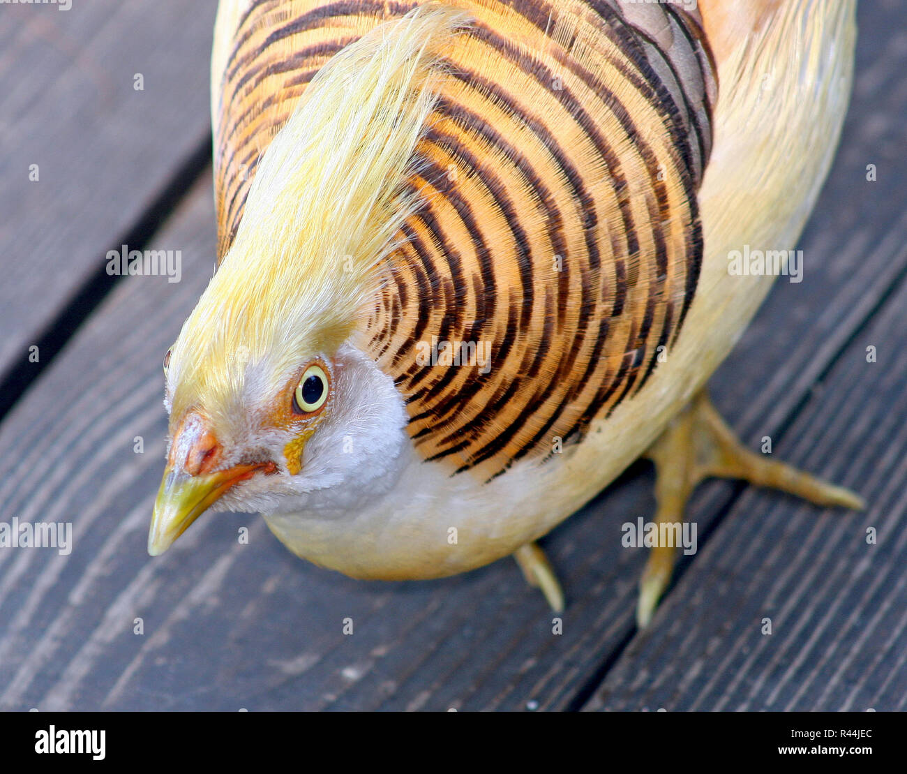 Yellow hair bird hi-res stock photography and images - Alamy