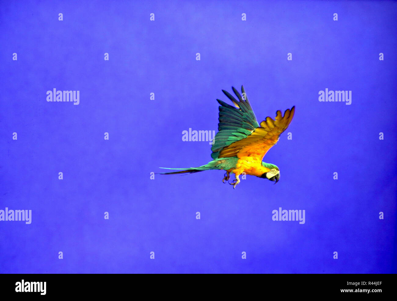 Vivid coloured parrot hi-res stock photography and images - Alamy