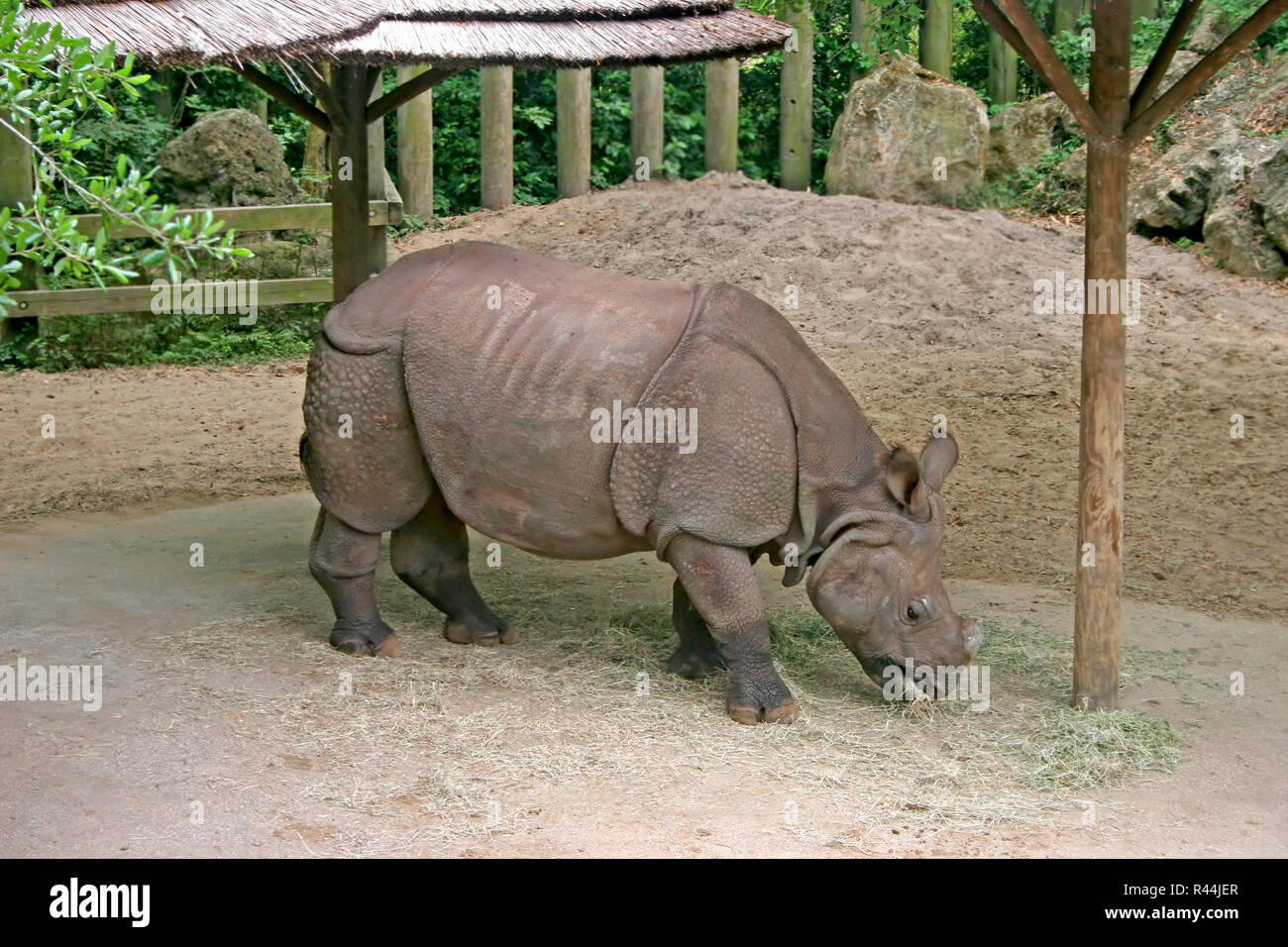 Rhino and hippo hi-res stock photography and images - Alamy