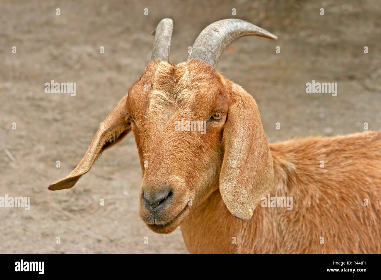 Floppy goat ears hi-res stock photography and images - Alamy