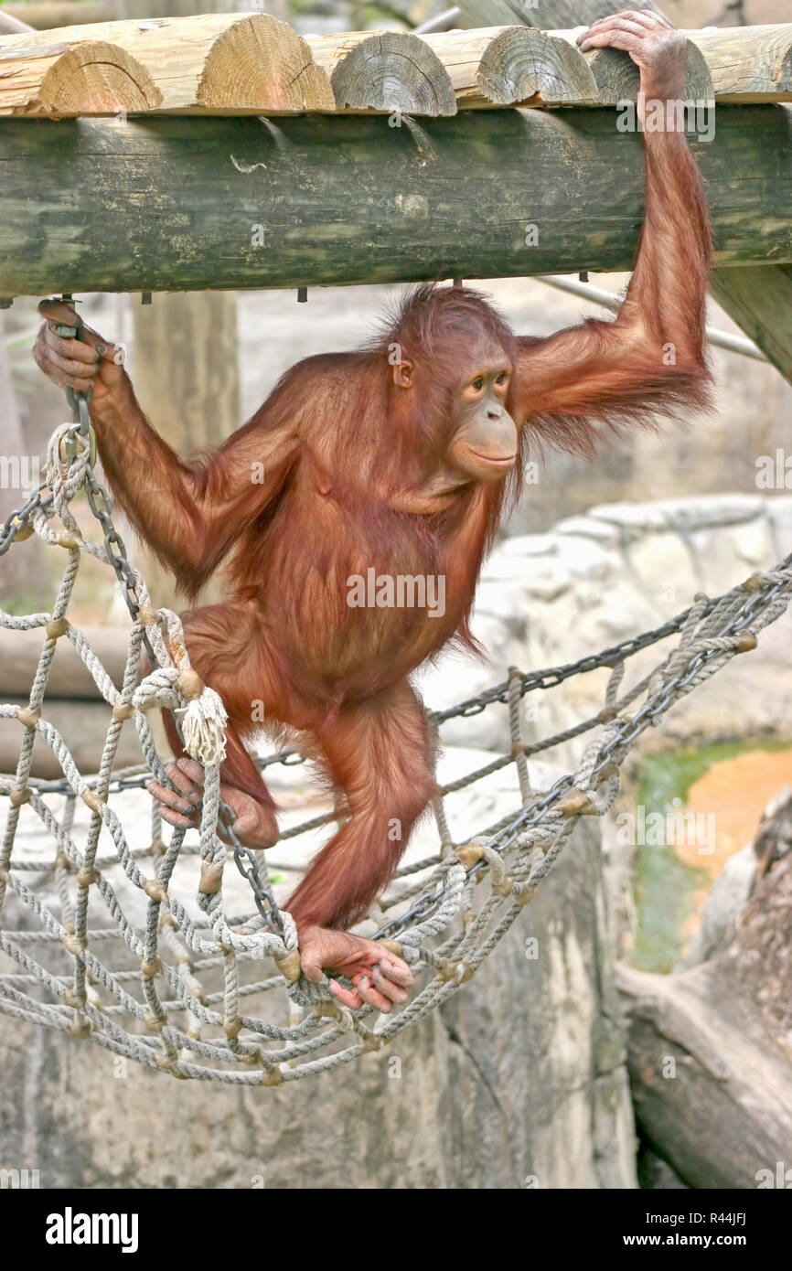 Legs laugh laughs laughing twit hi-res stock photography and images - Alamy
