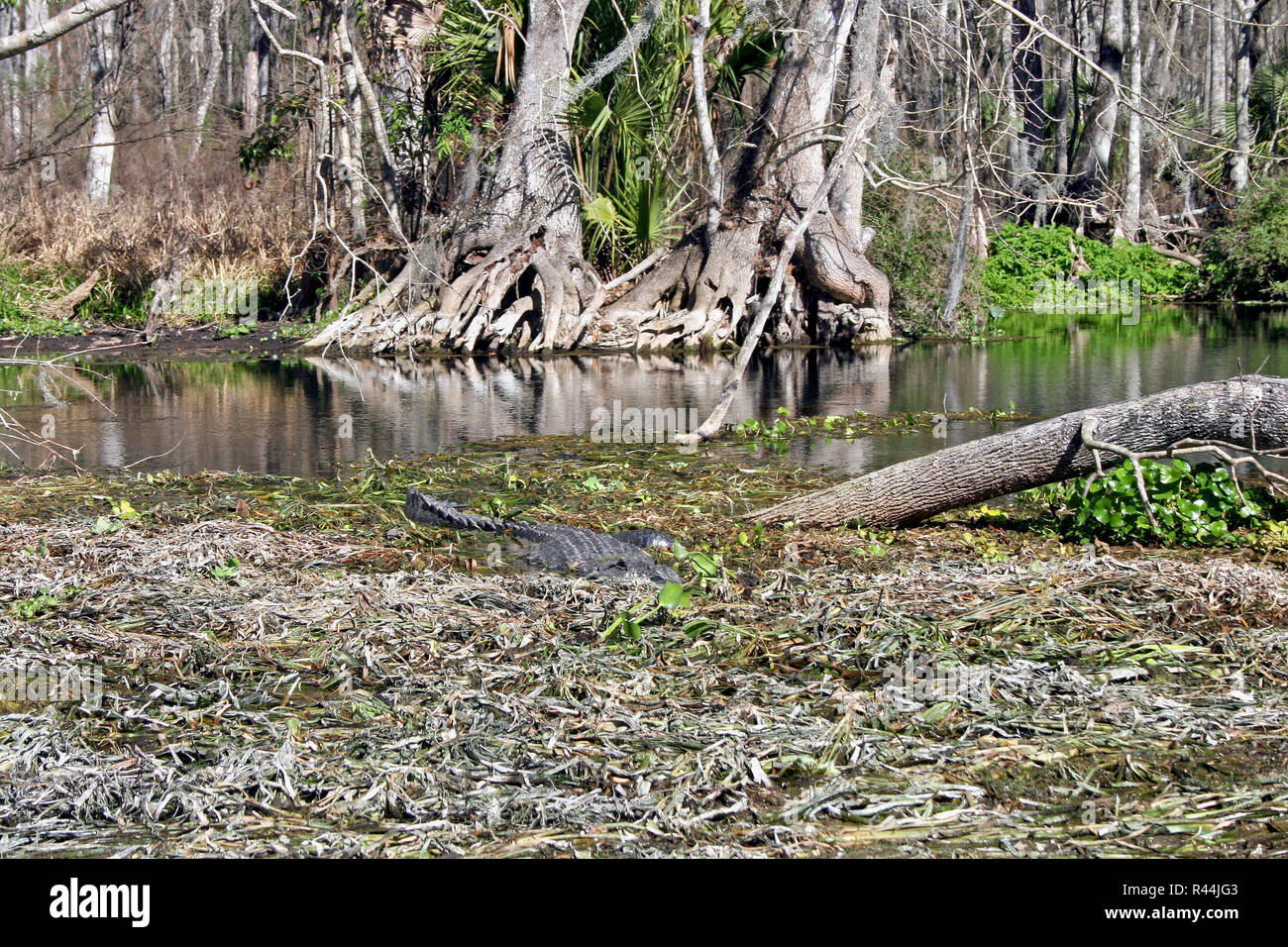 Alligator in Swamp Stock Photo - Alamy
