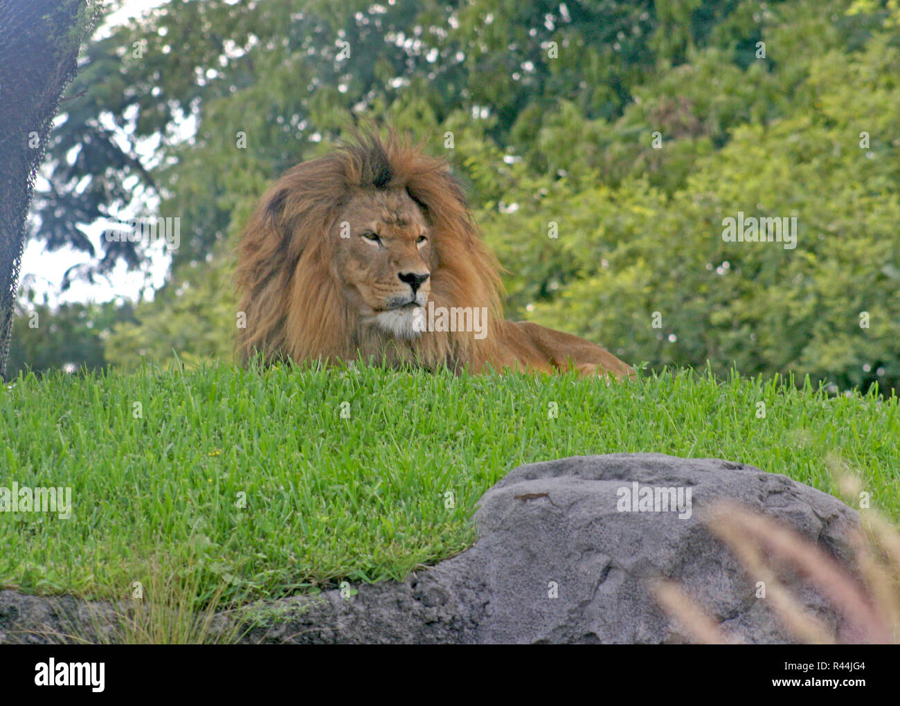 Lion peeking tree hi-res stock photography and images - Alamy