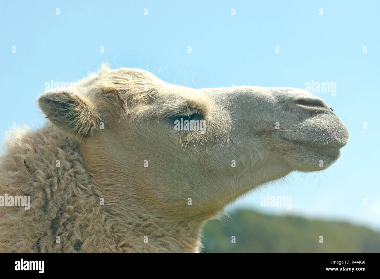 Big camel hi-res stock photography and images - Alamy