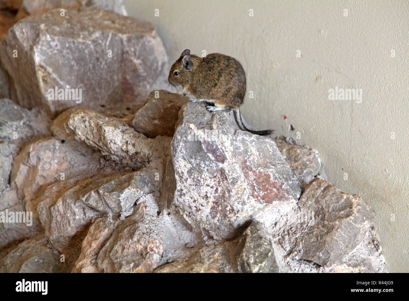 Pet gerbil mouse hi-res stock photography and images - Alamy