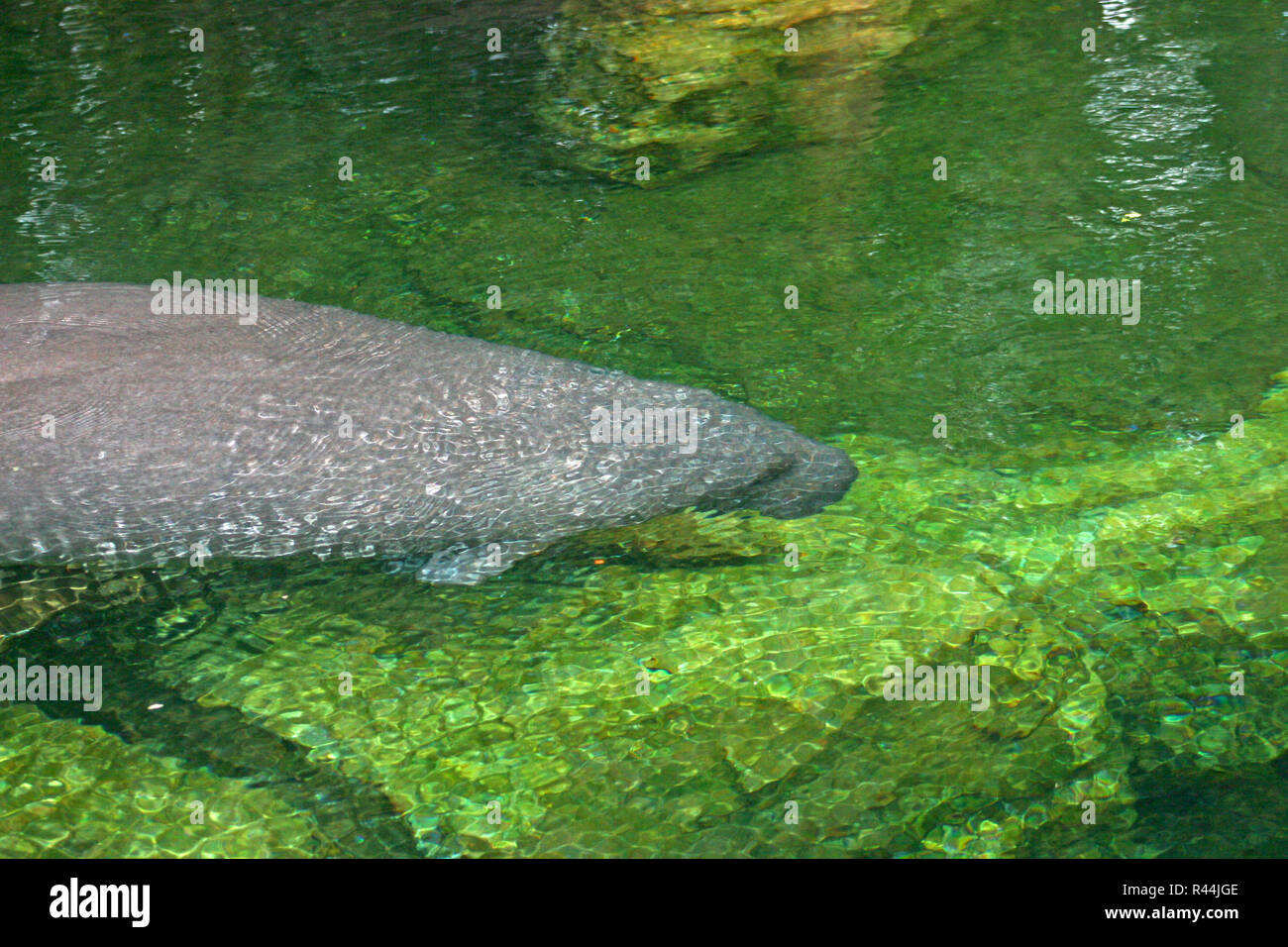 Florida crystal river salt river hi-res stock photography and images ...