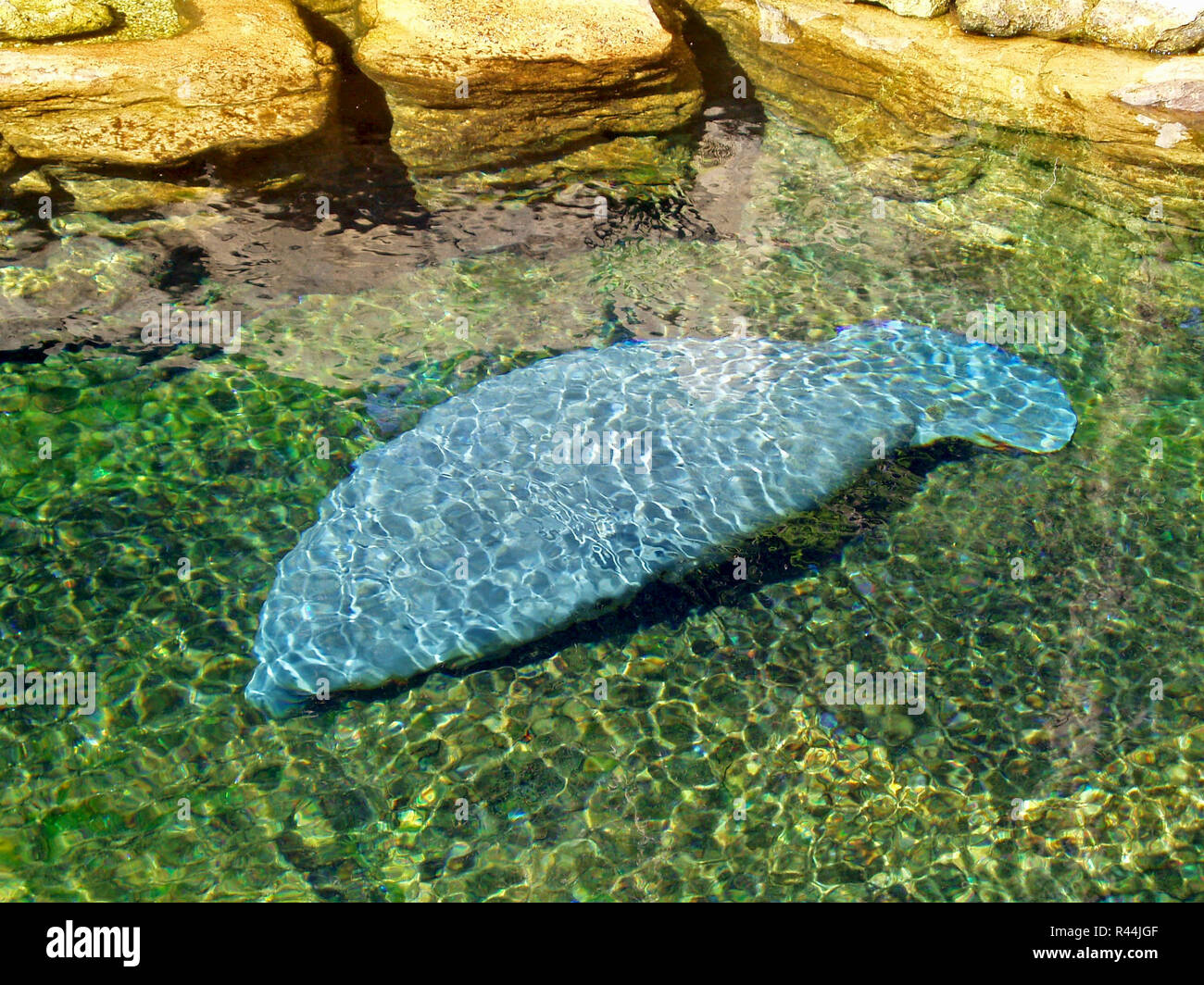 Florida crystal river salt river hi-res stock photography and images ...