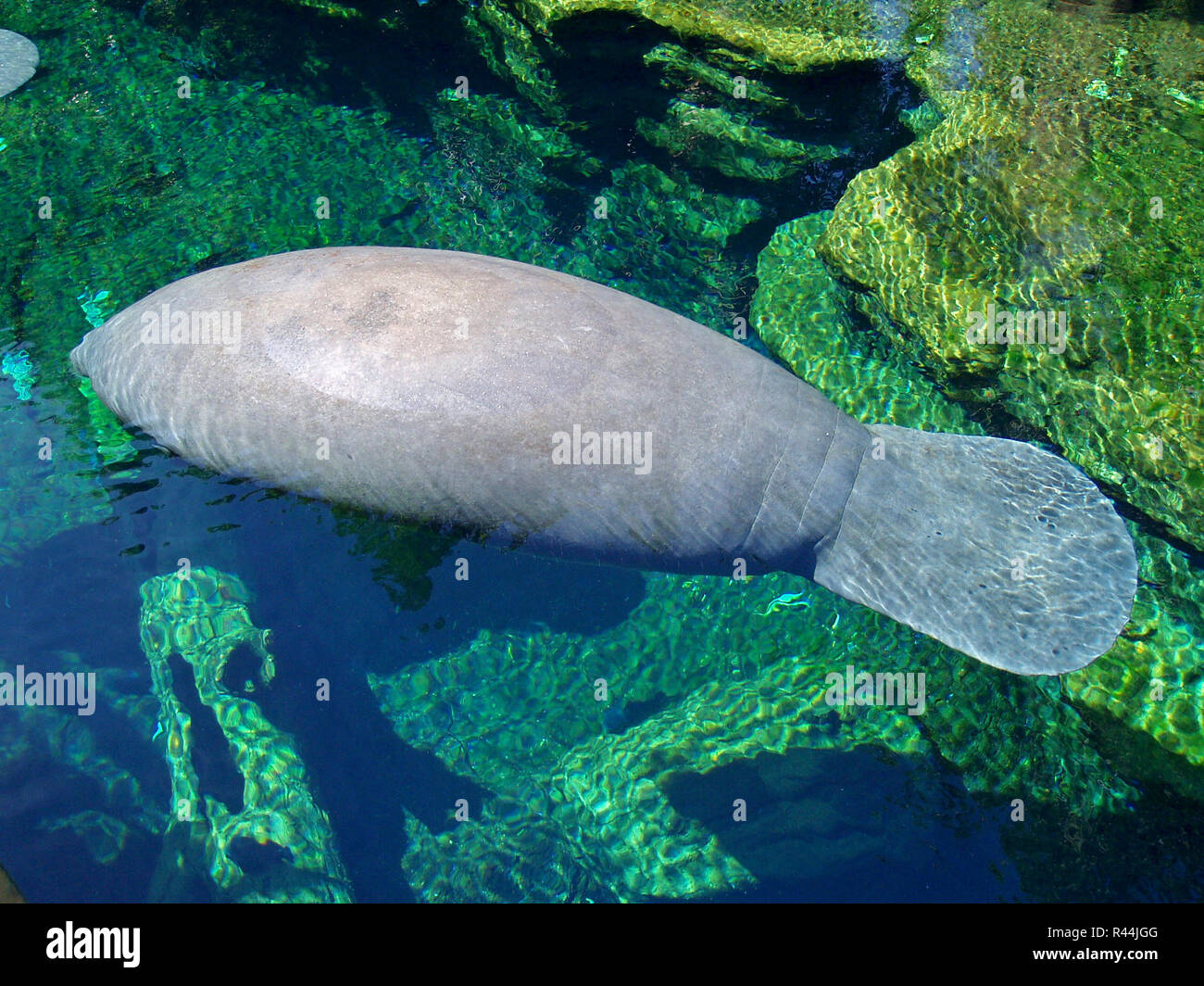 Manatee tail florida hi-res stock photography and images - Alamy