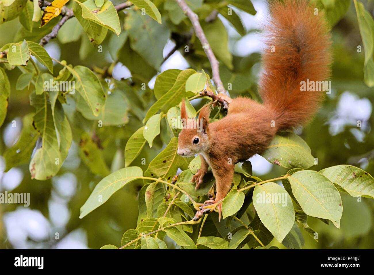 squirrel in walnut tree Stock Photo - Alamy