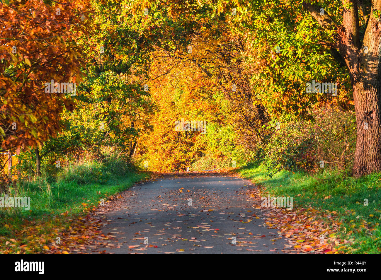 country road in autumn Stock Photo - Alamy