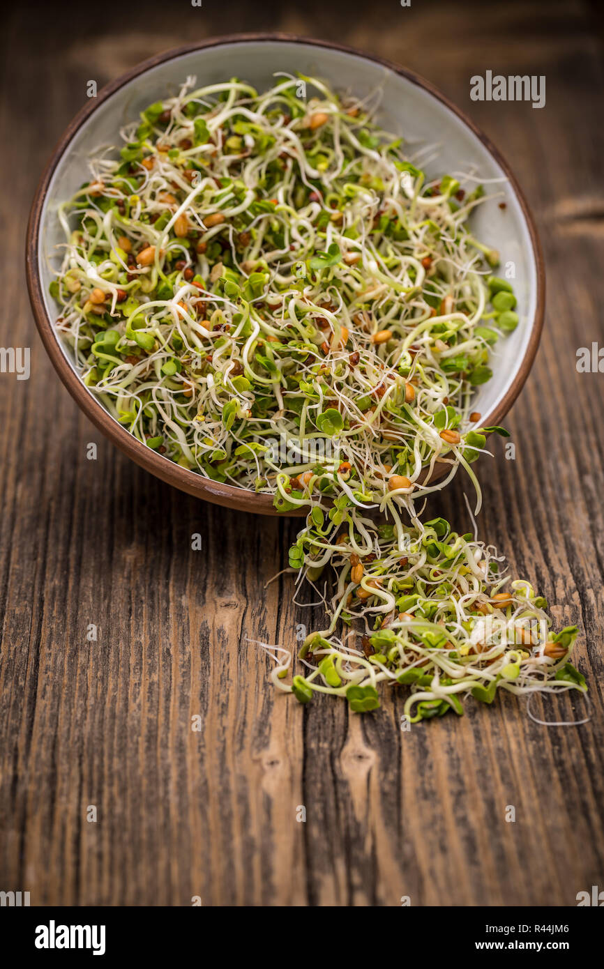 Lucerne sprout hi-res stock photography and images - Alamy